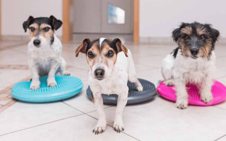 23 beste Balance Kissen für Hunde (mit neun Übungen)